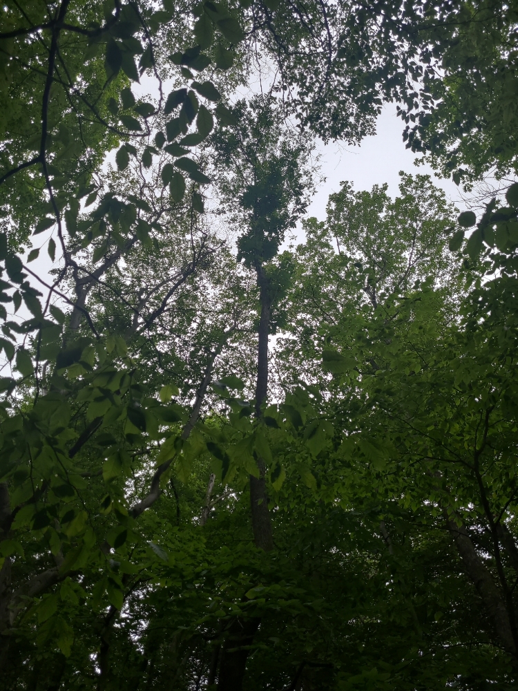 TreeSnap