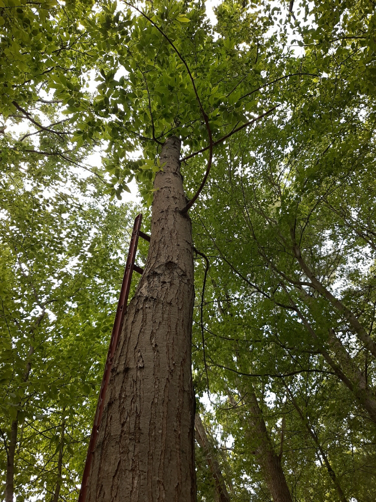 TreeSnap
