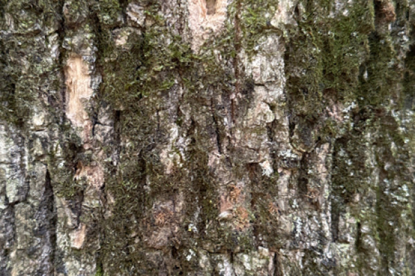 TreeSnap