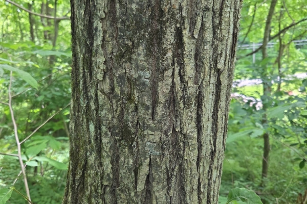 TreeSnap