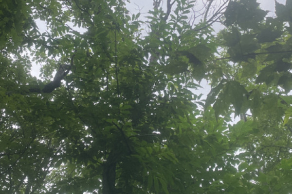 TreeSnap