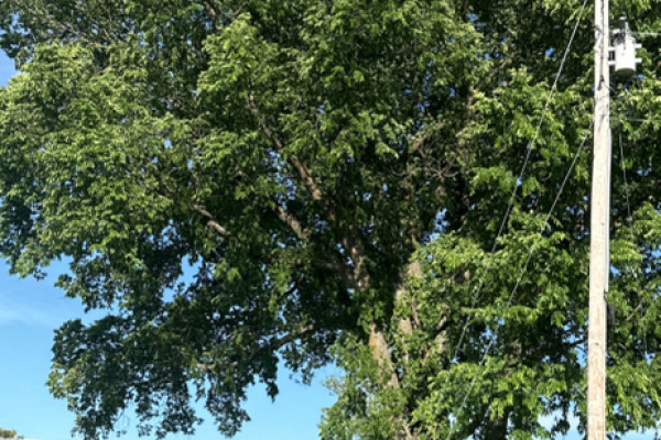 TreeSnap