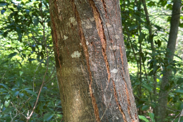 TreeSnap
