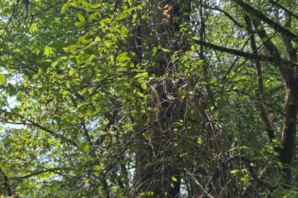 TreeSnap
