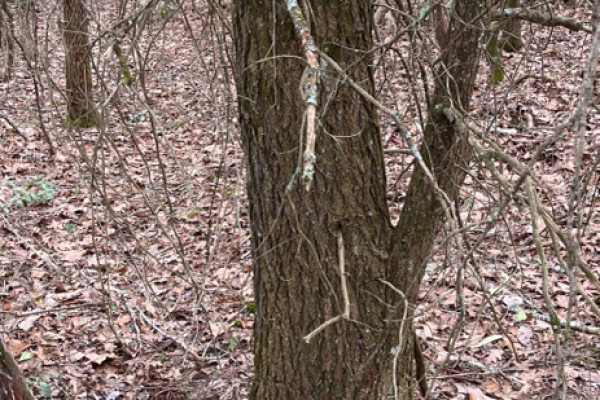 TreeSnap