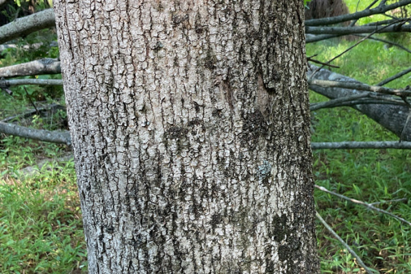 TreeSnap
