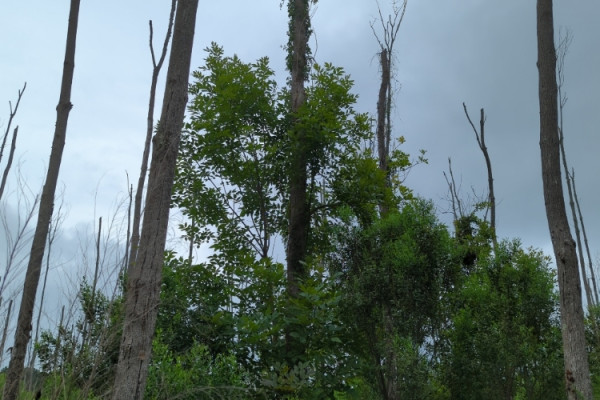 TreeSnap