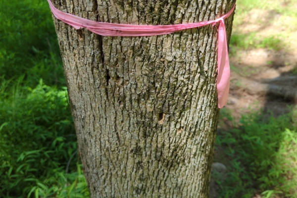 TreeSnap