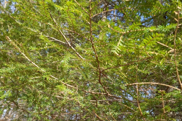 TreeSnap