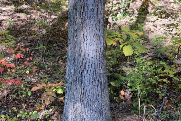 TreeSnap