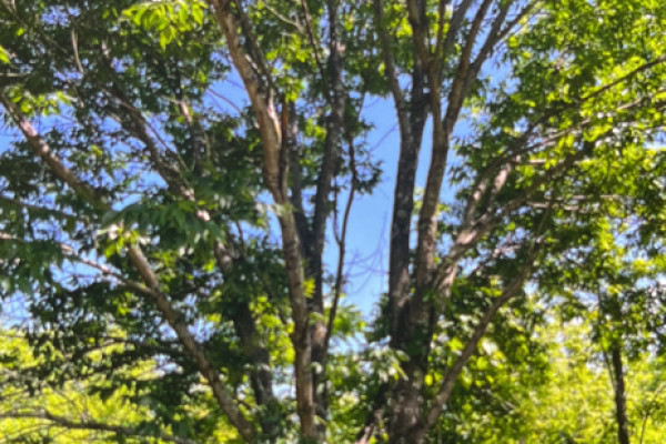 TreeSnap