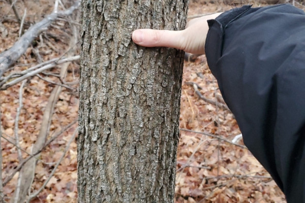 TreeSnap