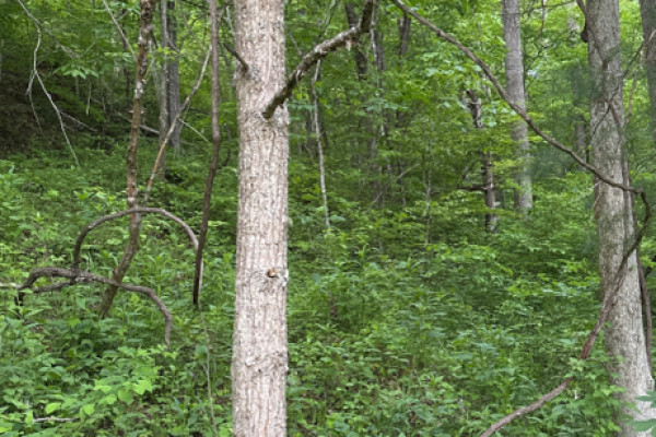 TreeSnap