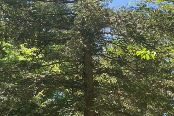 TreeSnap