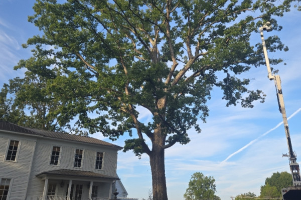 TreeSnap
