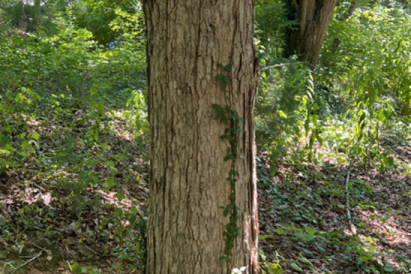 TreeSnap