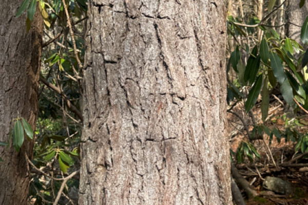 TreeSnap