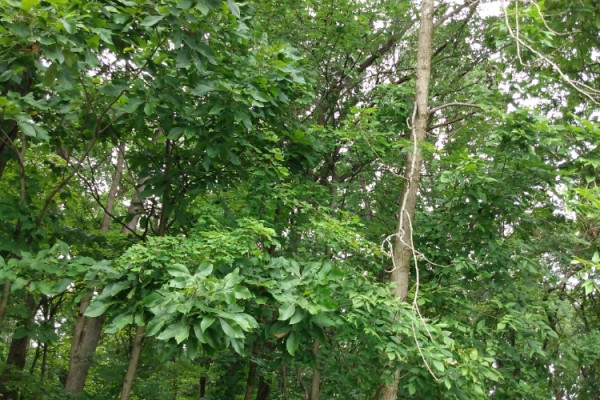 TreeSnap