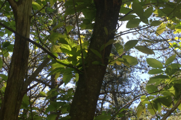 TreeSnap