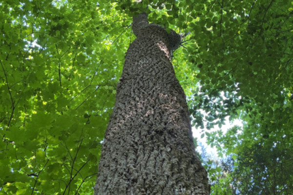 TreeSnap