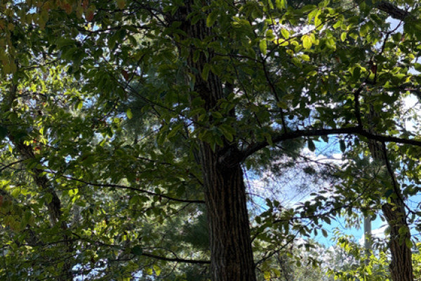 TreeSnap