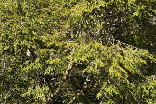 TreeSnap
