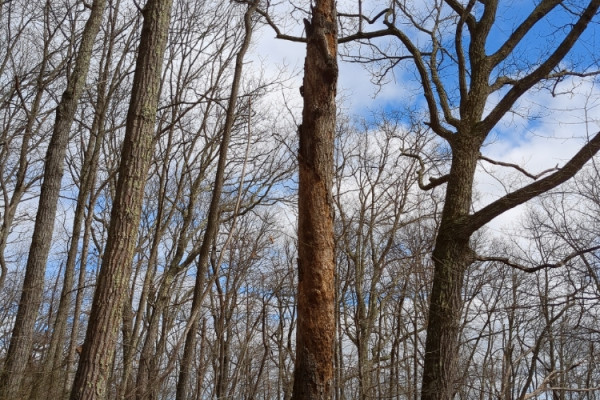 TreeSnap