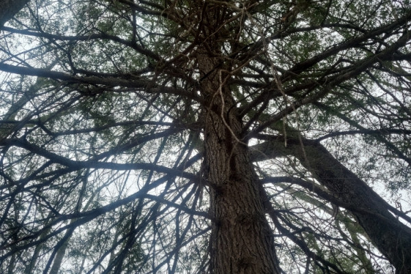 TreeSnap