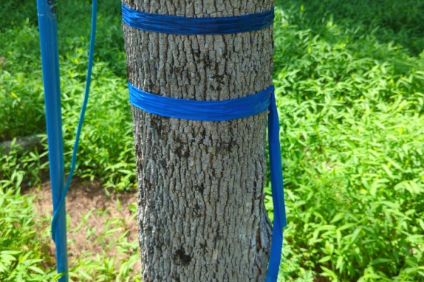 TreeSnap